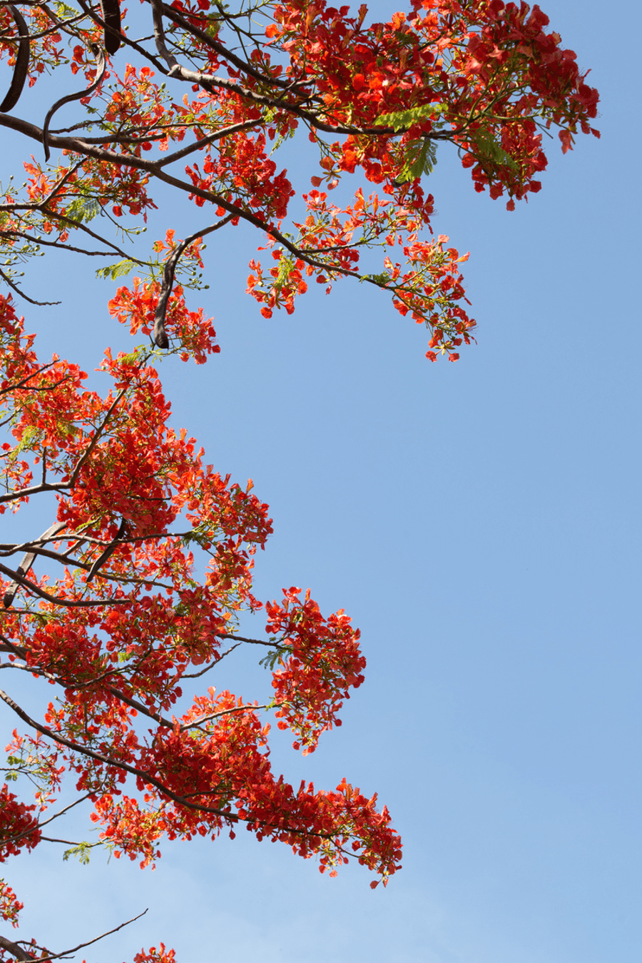 VSA 240 - Fraud and error